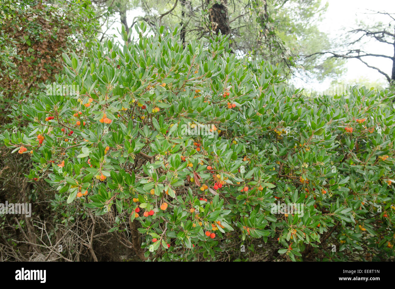 Arbutus unedo strawberry tree hi-res stock photography and images - Alamy