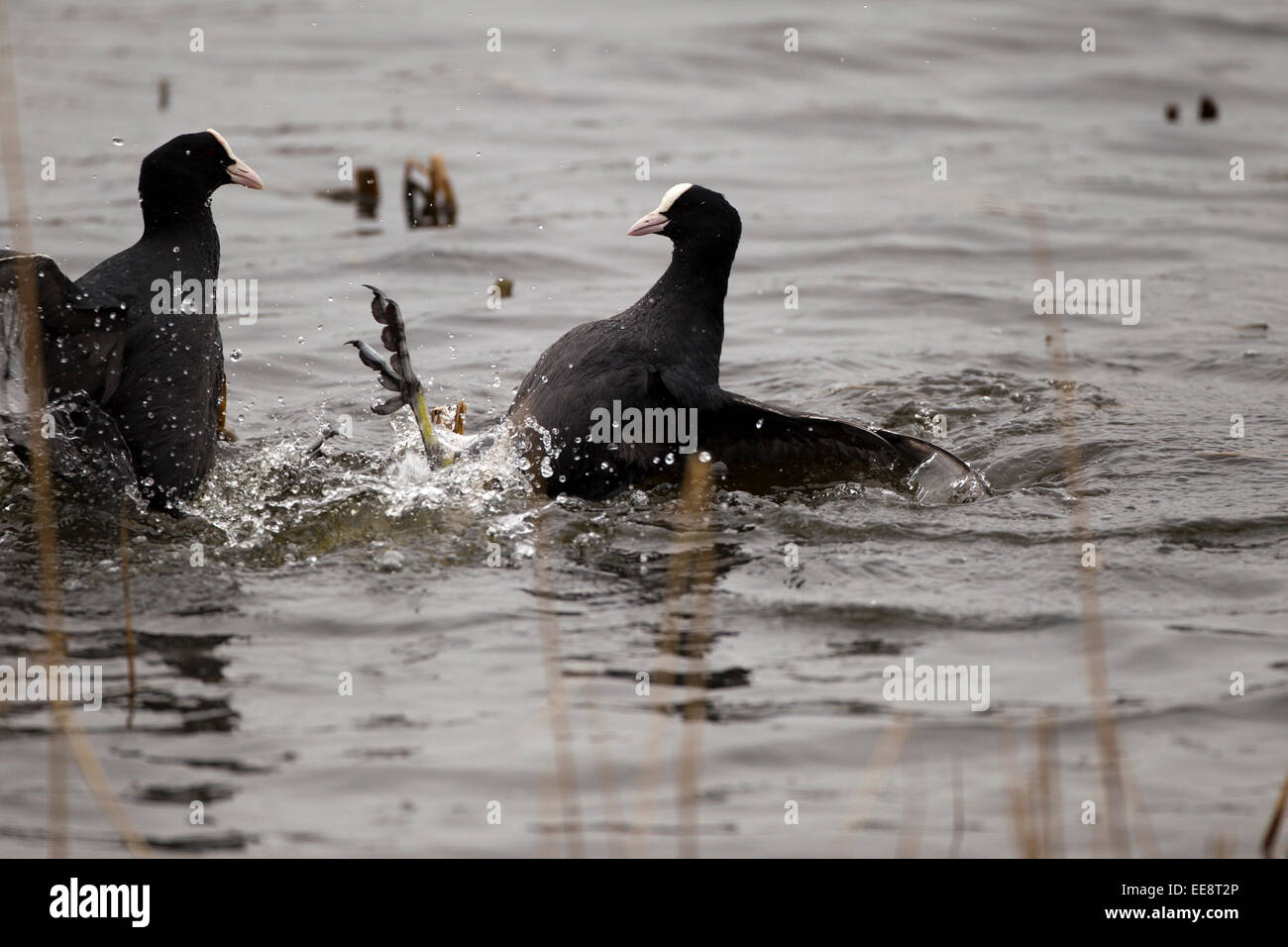 Coot in european ponds hi-res stock photography and images - Alamy