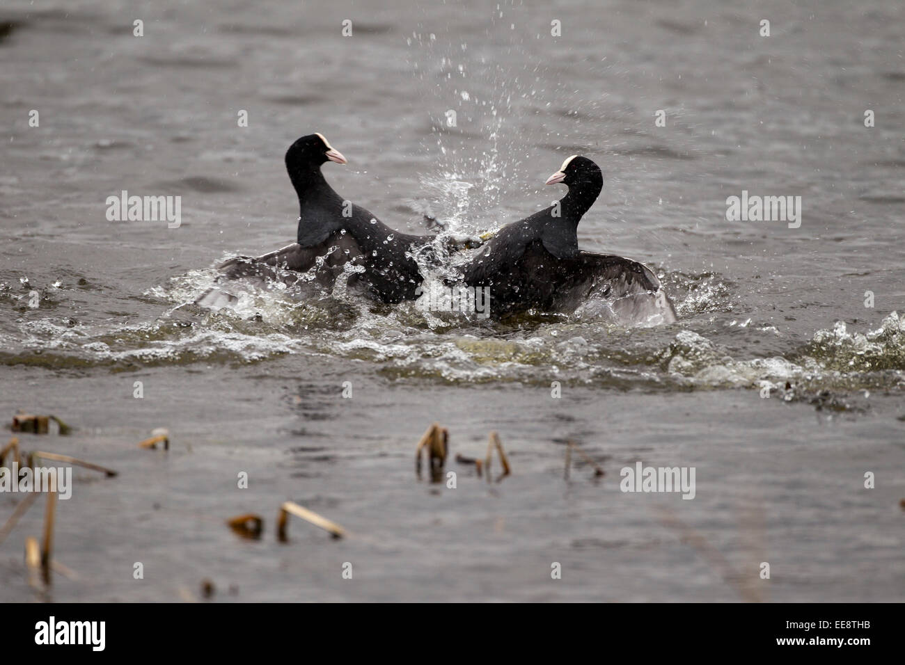 Rivers town park lakes when deep enough sometimes seen offshore hi-res ...