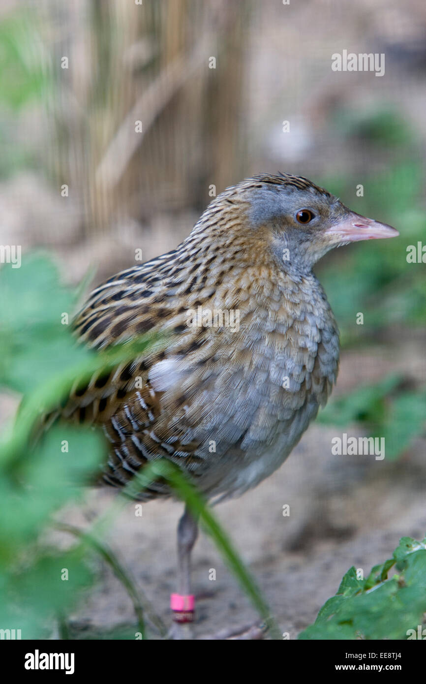 Corncrake hi-res stock photography and images - Alamy