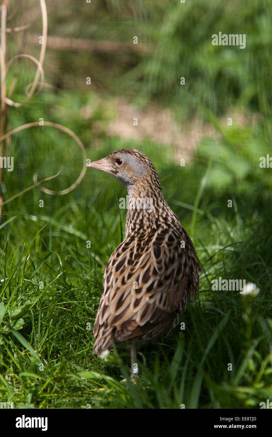 Corncrake uk hi-res stock photography and images - Alamy