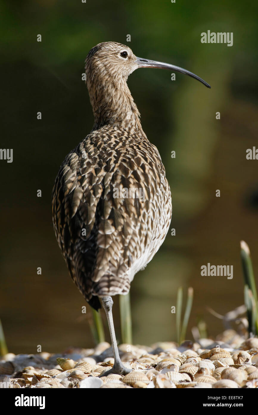 Curlew uk breeding hi-res stock photography and images - Alamy
