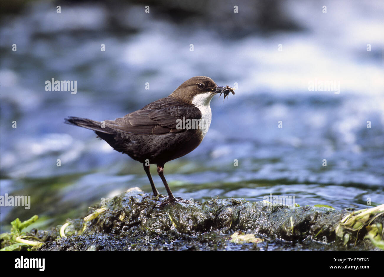 Dipper on stones hi-res stock photography and images - Alamy
