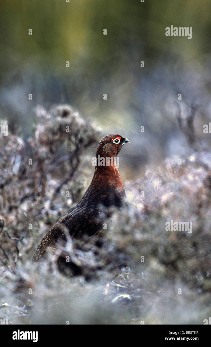 Red grouse hi-res stock photography and images - Alamy