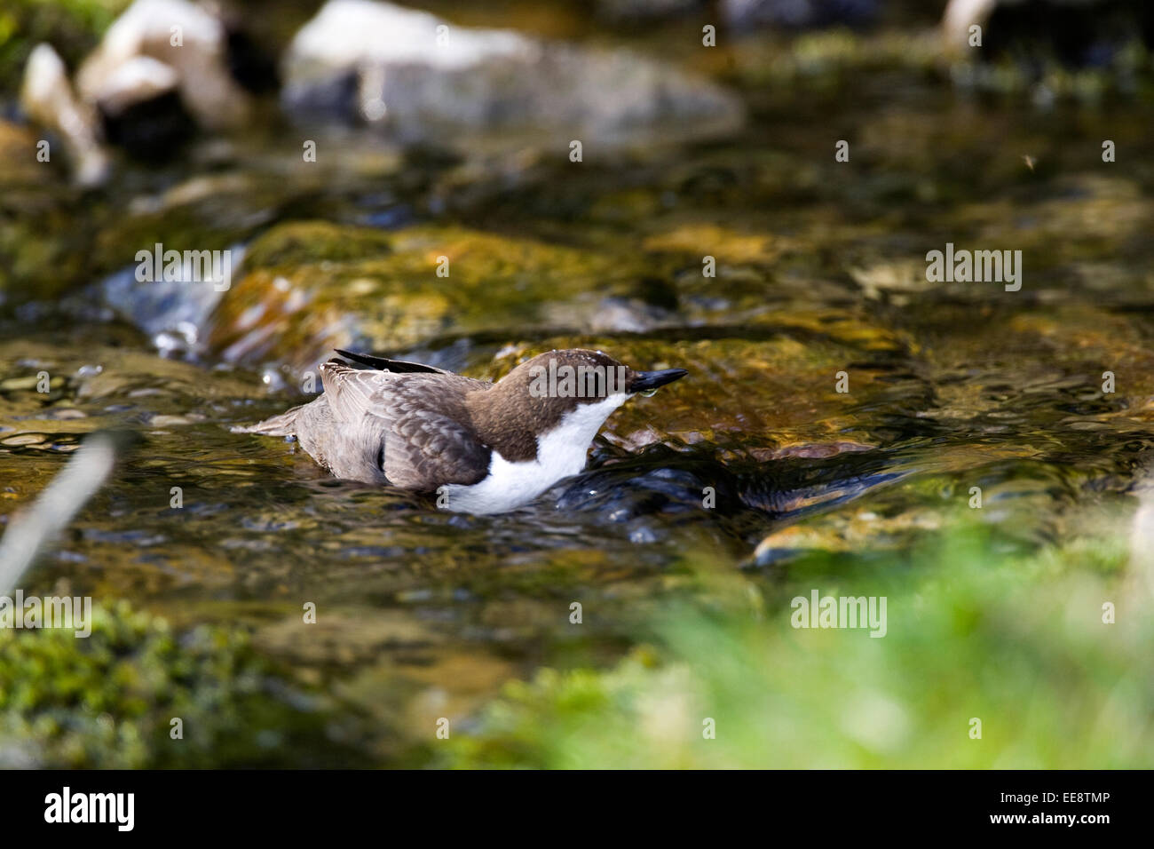 Dipper in the river feeding Stock Photo - Alamy