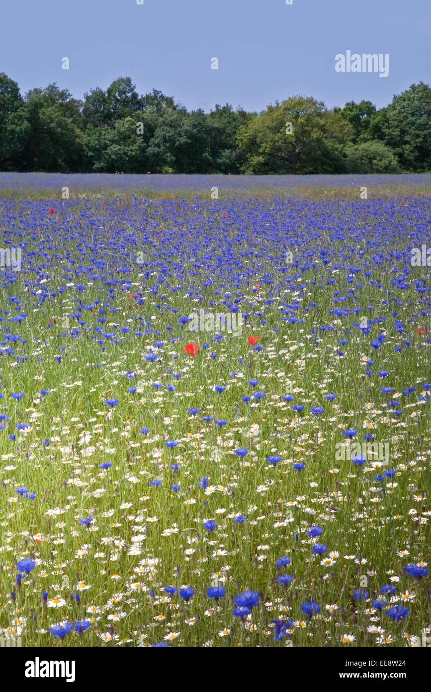 Beautiful wildflower fields growing hi-res stock photography and images ...