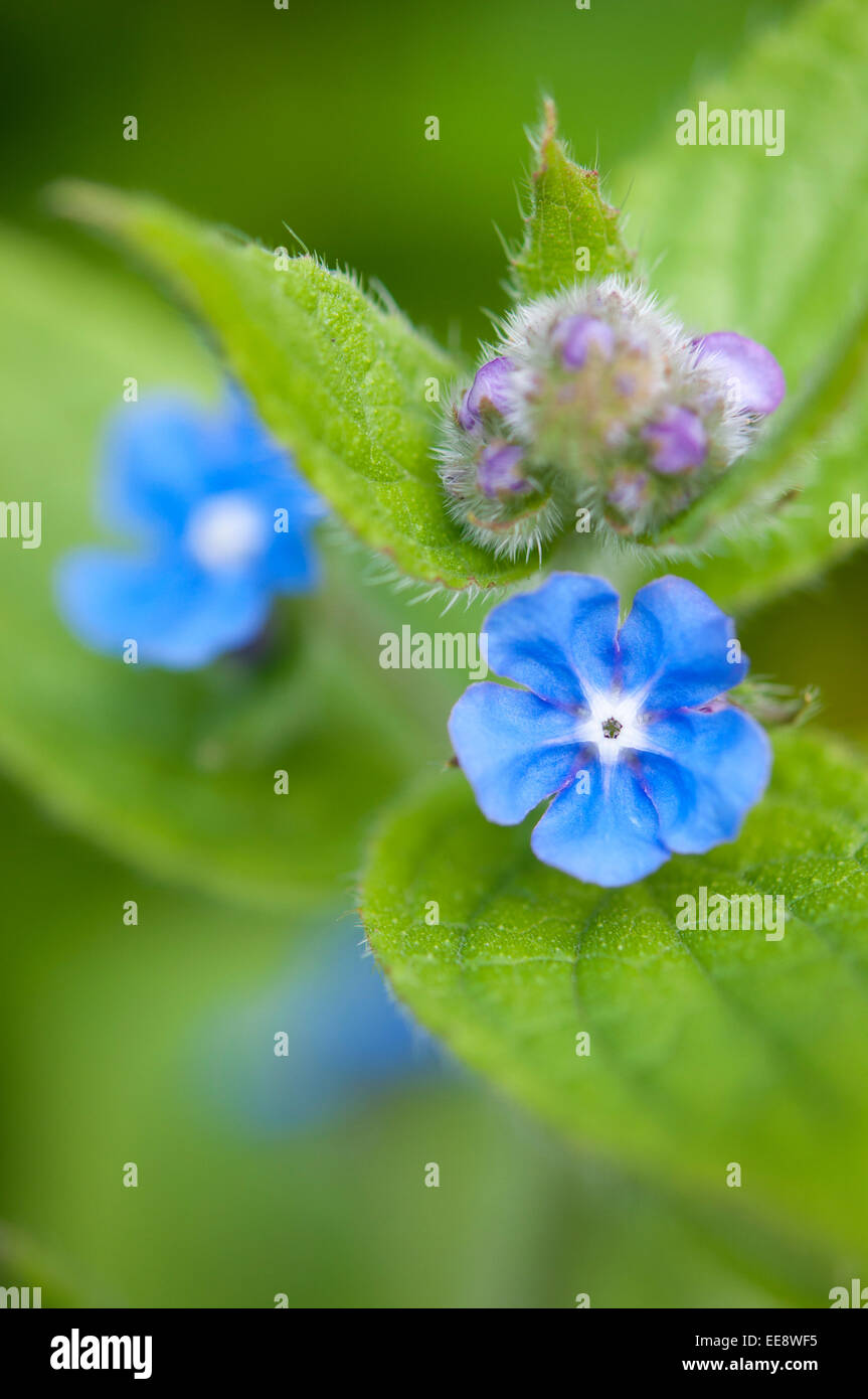 Alkanet (Anchusa Officinalis). A blue flowering wildflower with coarse ...