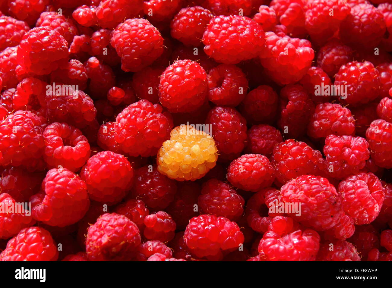 juicy raspberries are next to each other Stock Photo - Alamy
