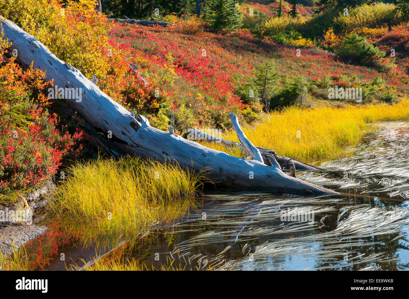 Fall color mount baker autumn pond hi-res stock photography and images ...