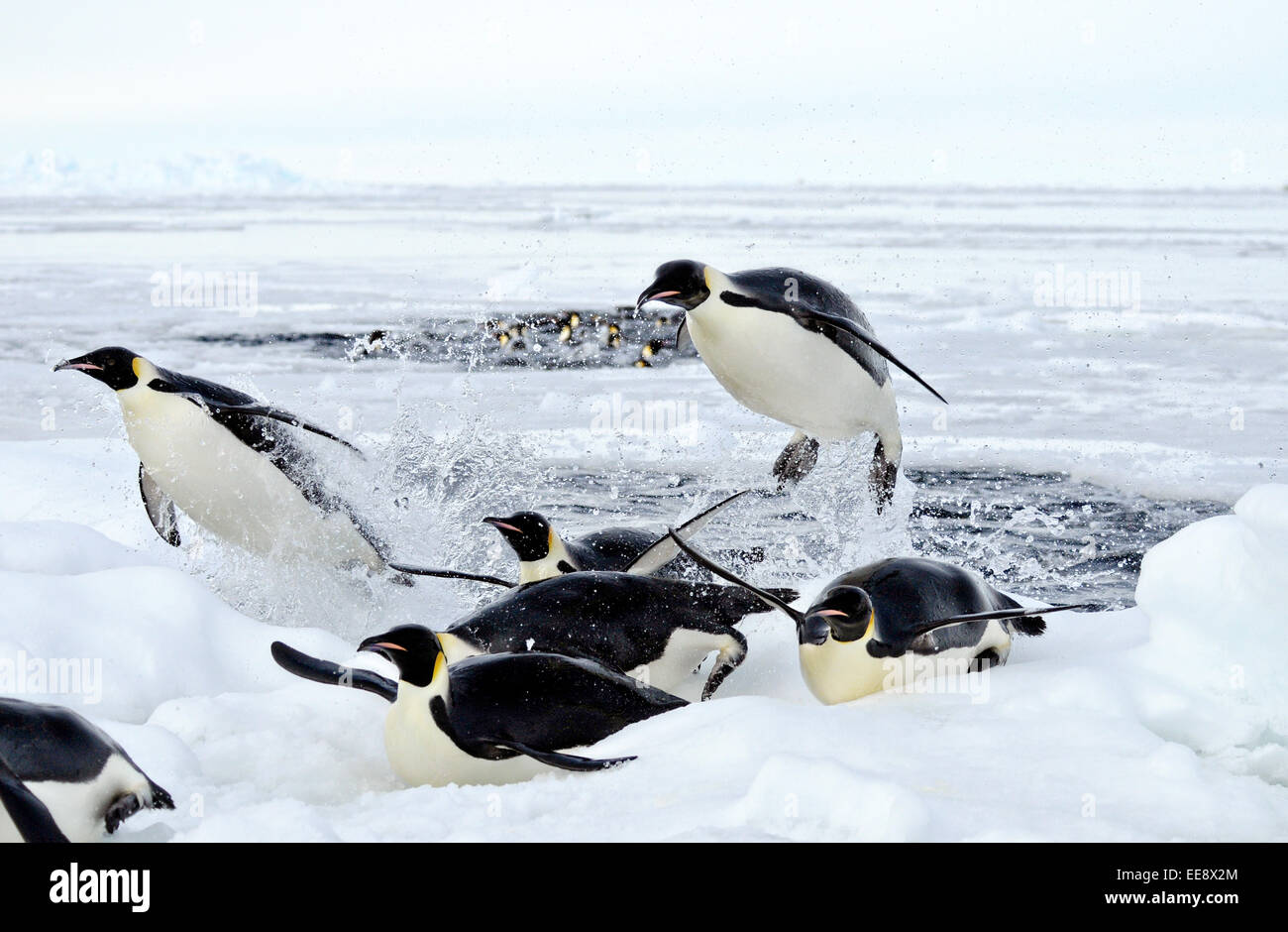 Species of penguins hi-res stock photography and images - Alamy