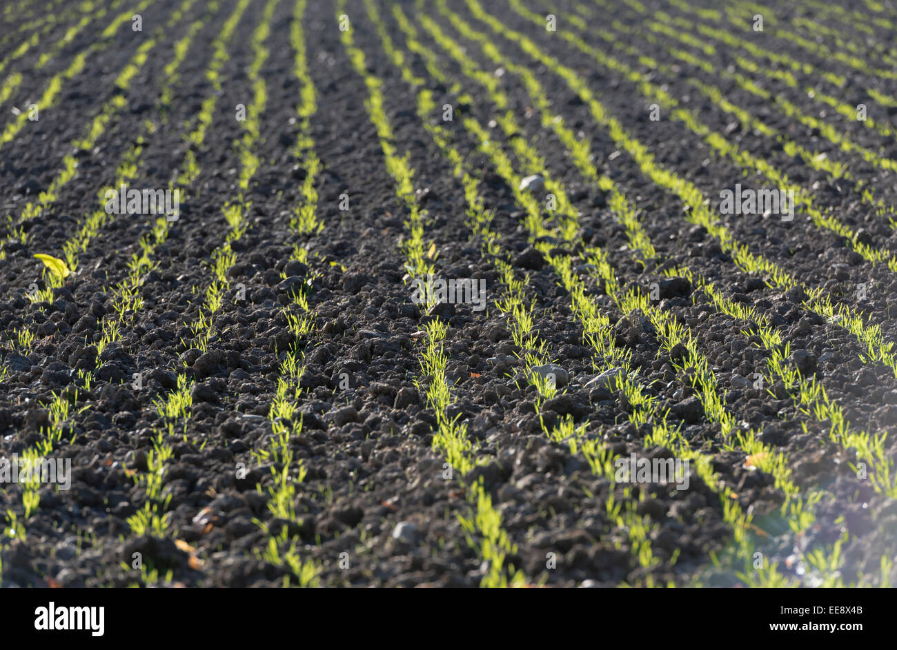 Plants growing wheat hi-res stock photography and images - Alamy