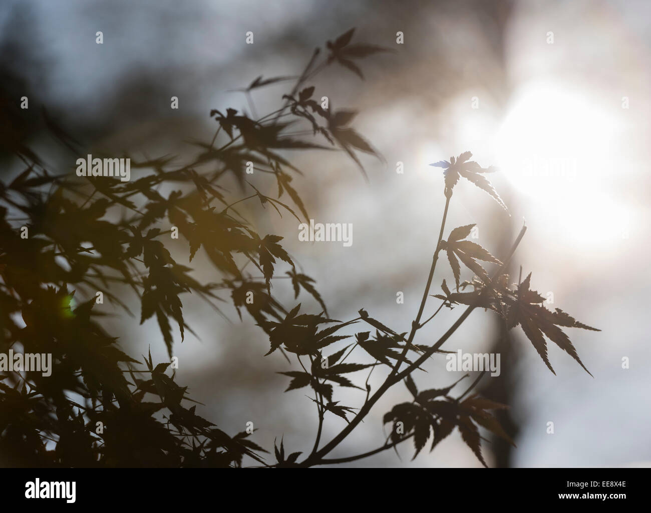 Maple tree branch in the backlight Stock Photo - Alamy
