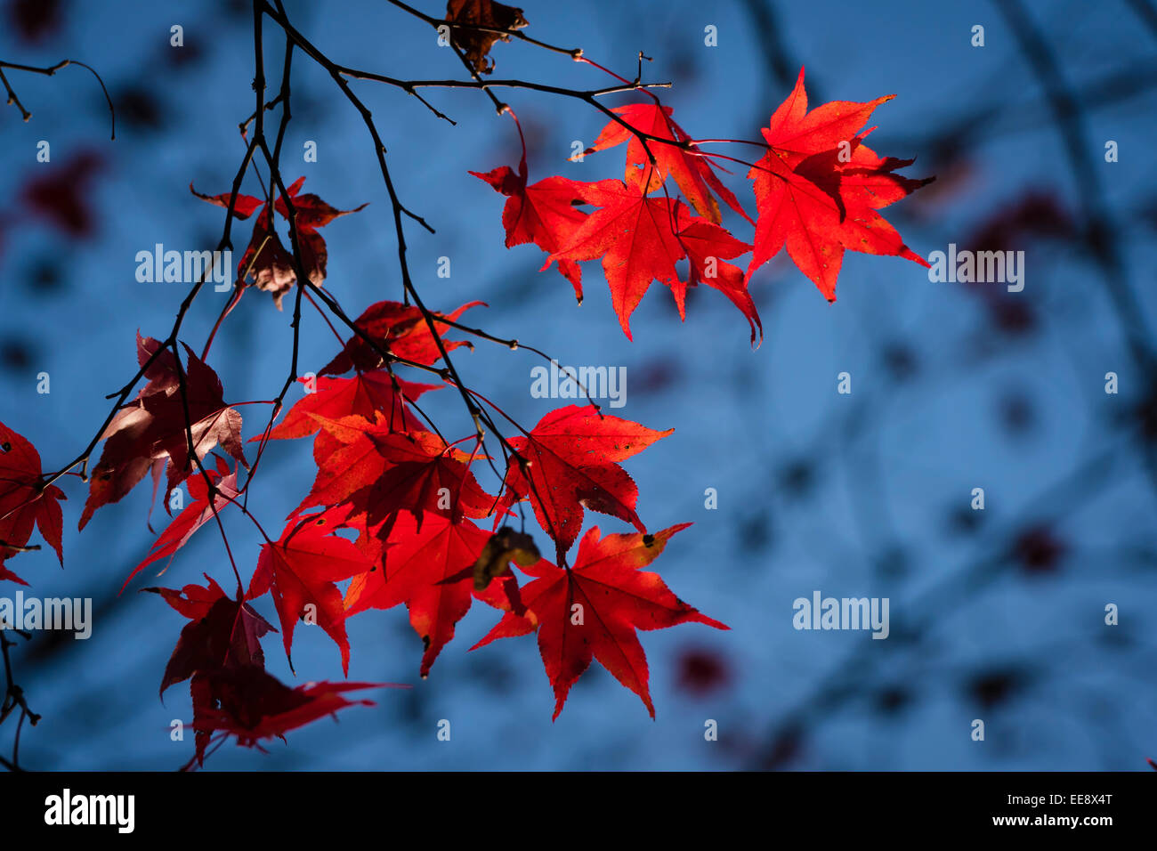 Indian leaves hi-res stock photography and images - Alamy