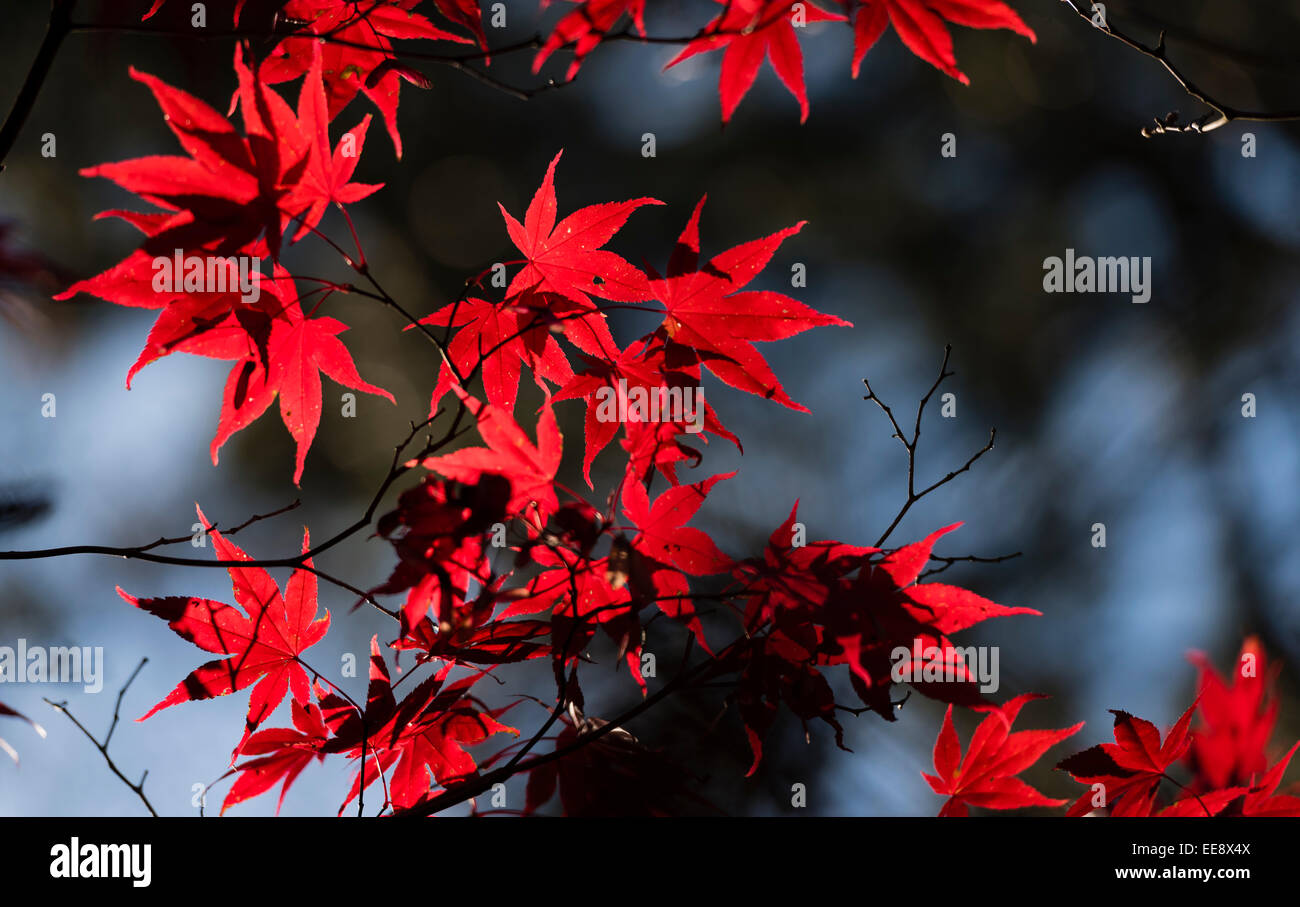 Indian leaves hi-res stock photography and images - Alamy