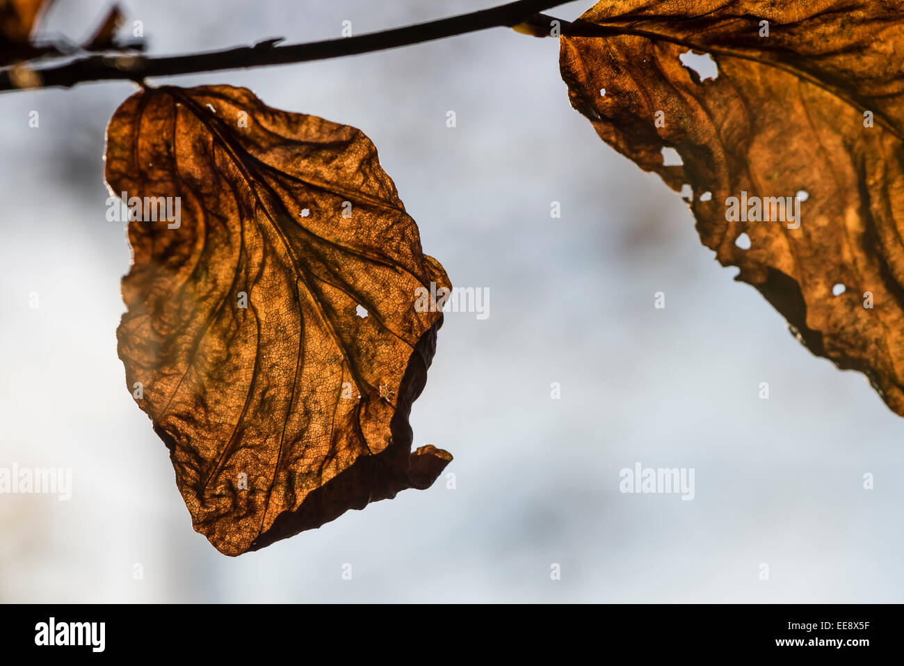 Shrivel shriveled hi-res stock photography and images - Alamy