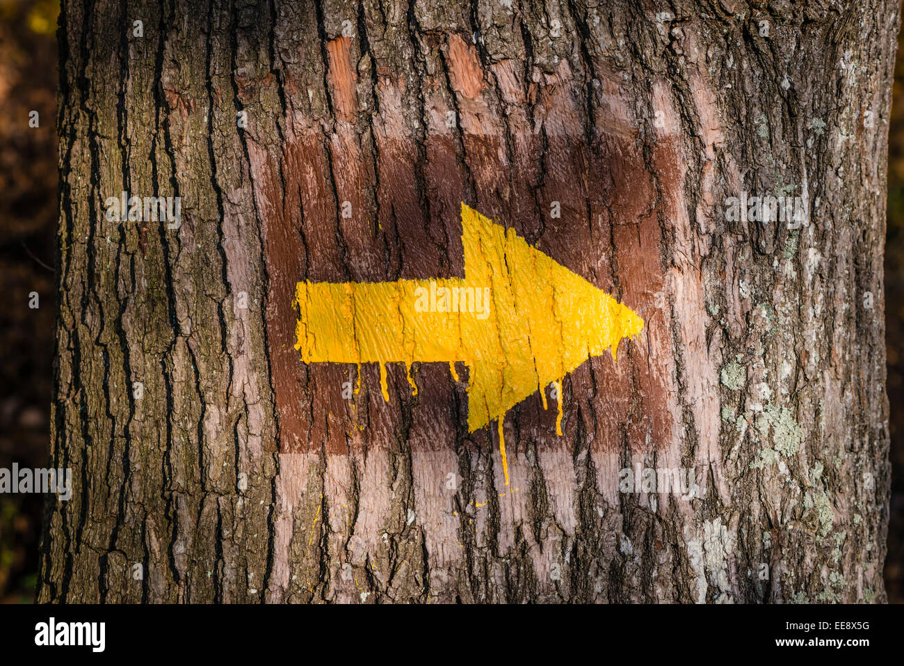 Yellow arrow, painted on a tree trunk as direction sign on a hiking ...