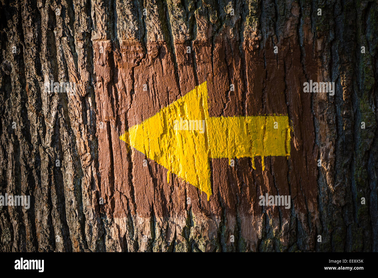 Yellow arrow, painted on a tree trunk as direction sign on a hiking ...