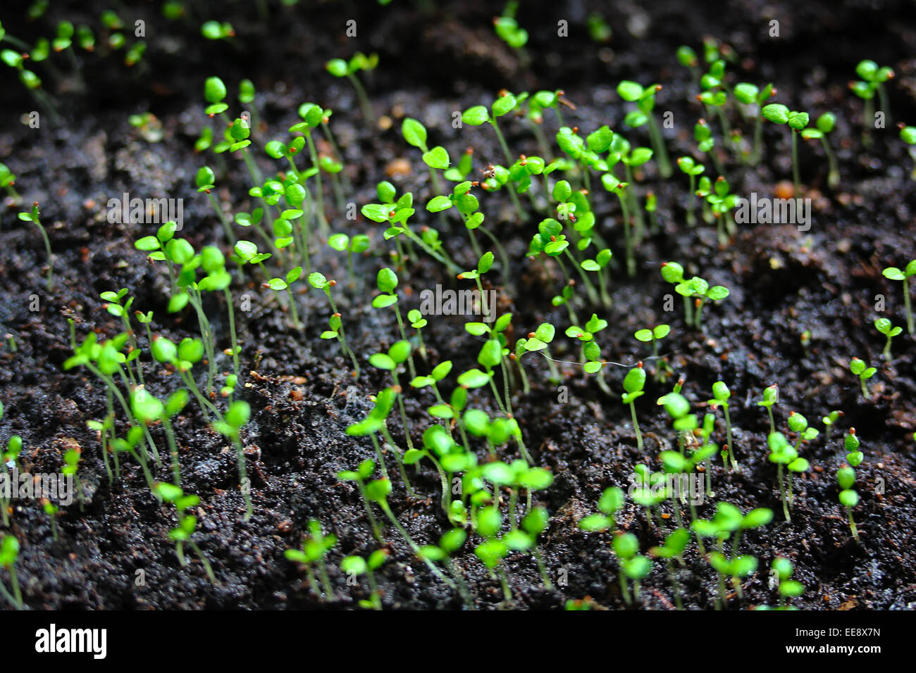 Close-up of green seedling growing out of soil Stock Photo - Alamy