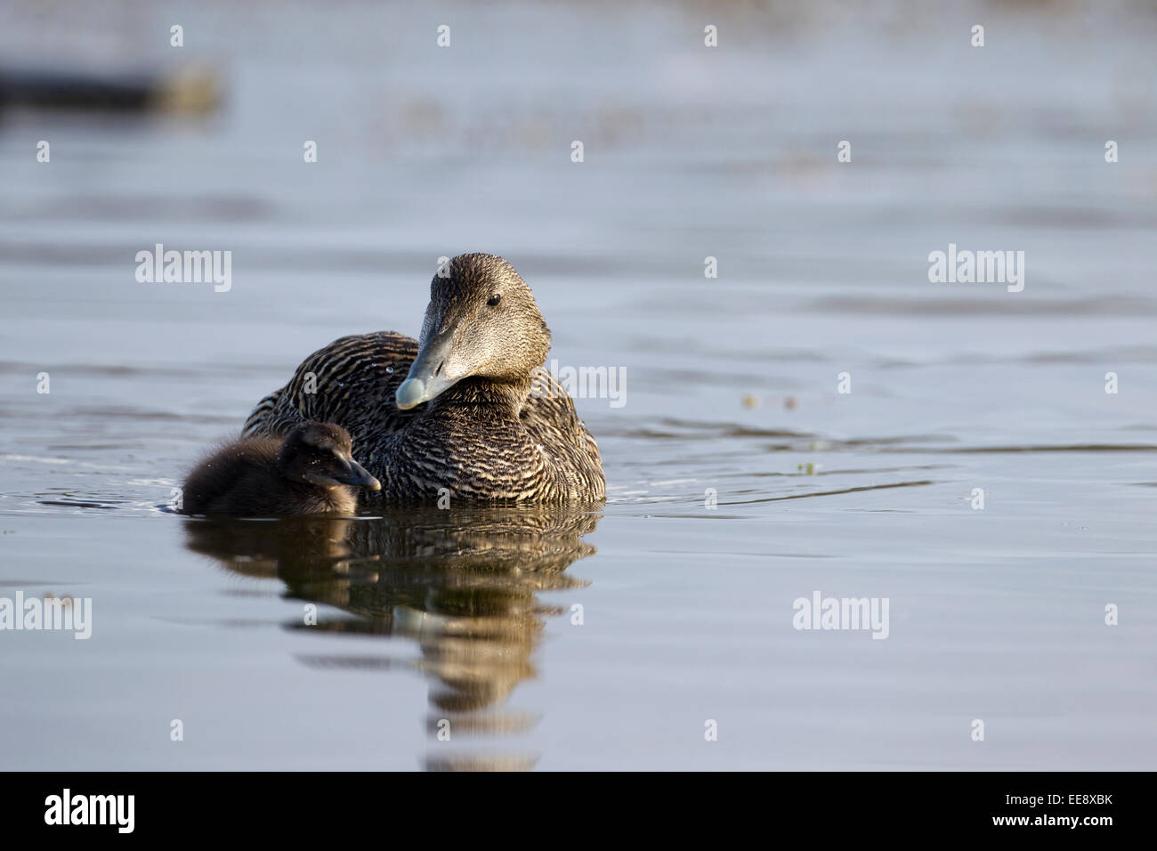 Uk sea duck hi-res stock photography and images - Alamy
