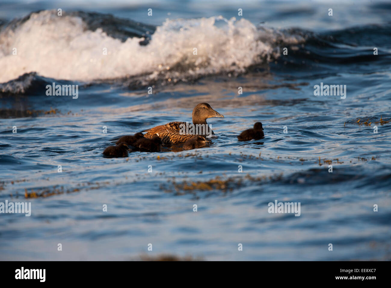 Eider duck chicks hi-res stock photography and images - Alamy