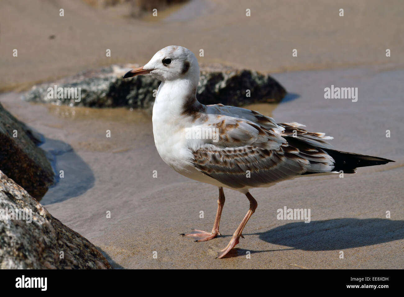A lone Seagull walking on the beach Stock Photo - Alamy