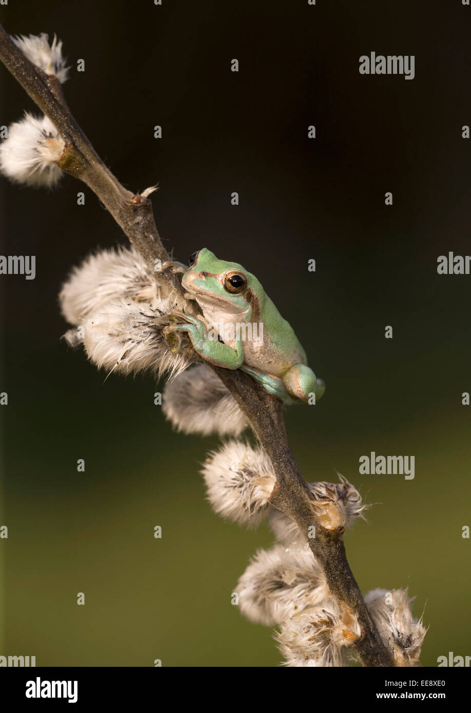 Western tree frog hi-res stock photography and images - Alamy