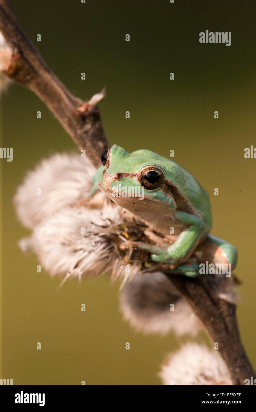 European tree Frog Stock Photo - Alamy