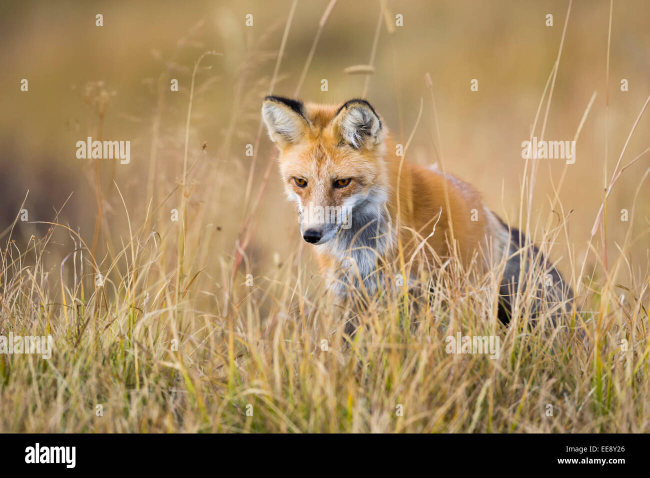 Red Fox About To Pounce Stock Photo - Alamy