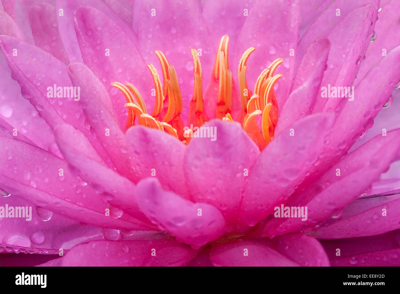 Water Lily On Fire. Brilliant pink color with golden yellow stamens ...