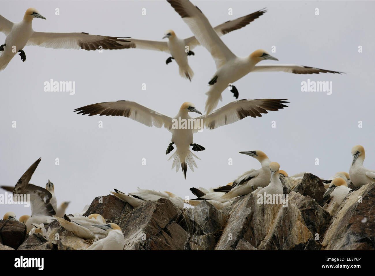 Colonies of gannets hi-res stock photography and images - Alamy
