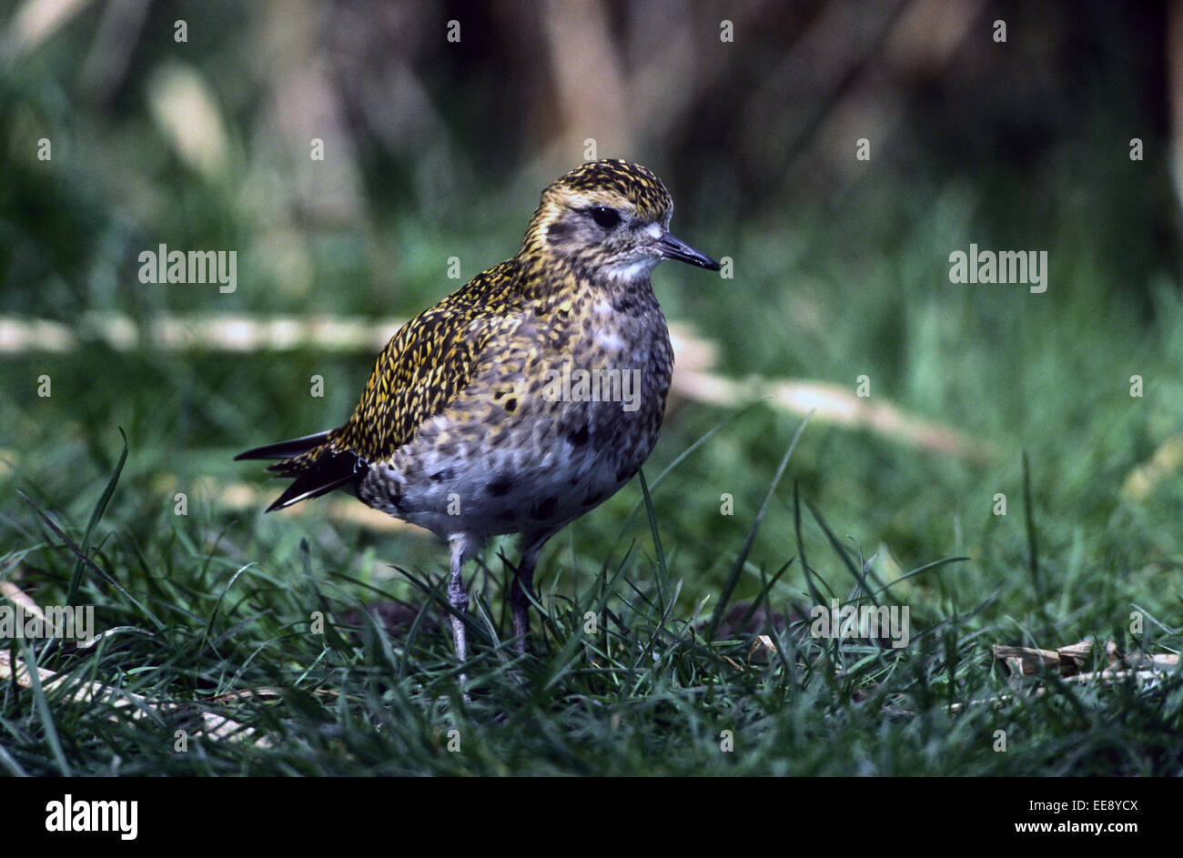 Upland plover hi-res stock photography and images - Alamy