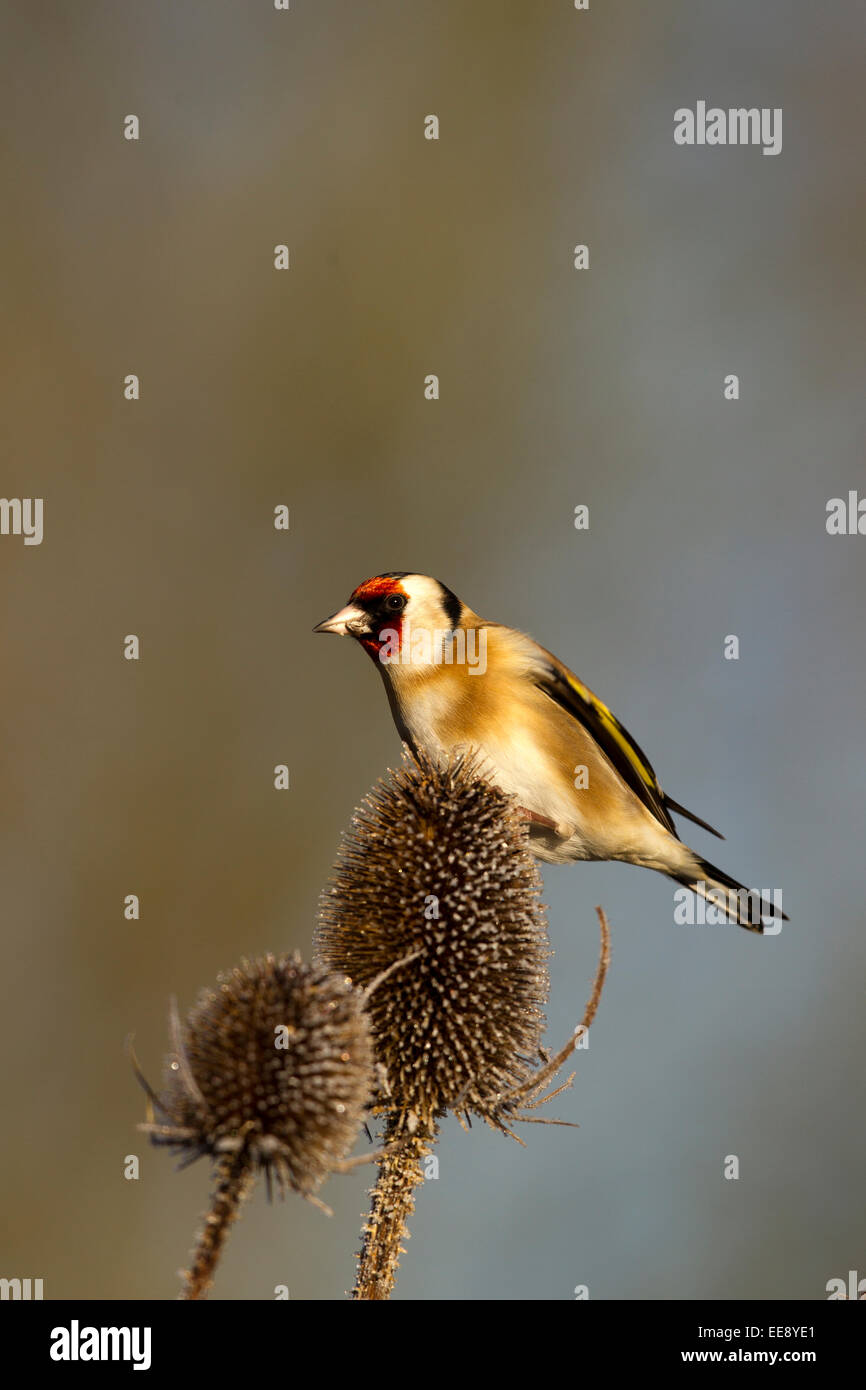 British goldfinch southern england uk hi-res stock photography and ...