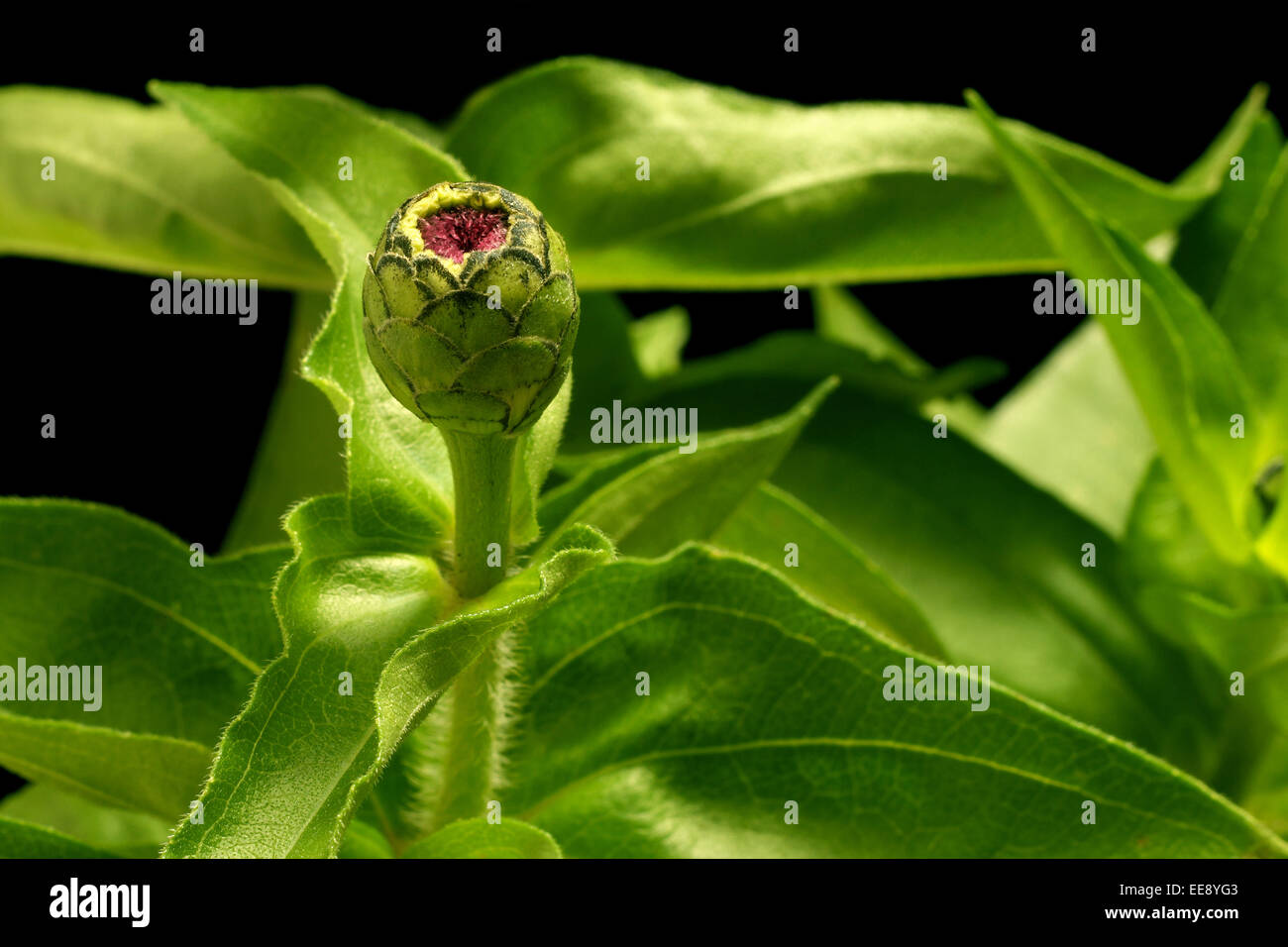 Closed zinnia flower bud hi-res stock photography and images - Alamy
