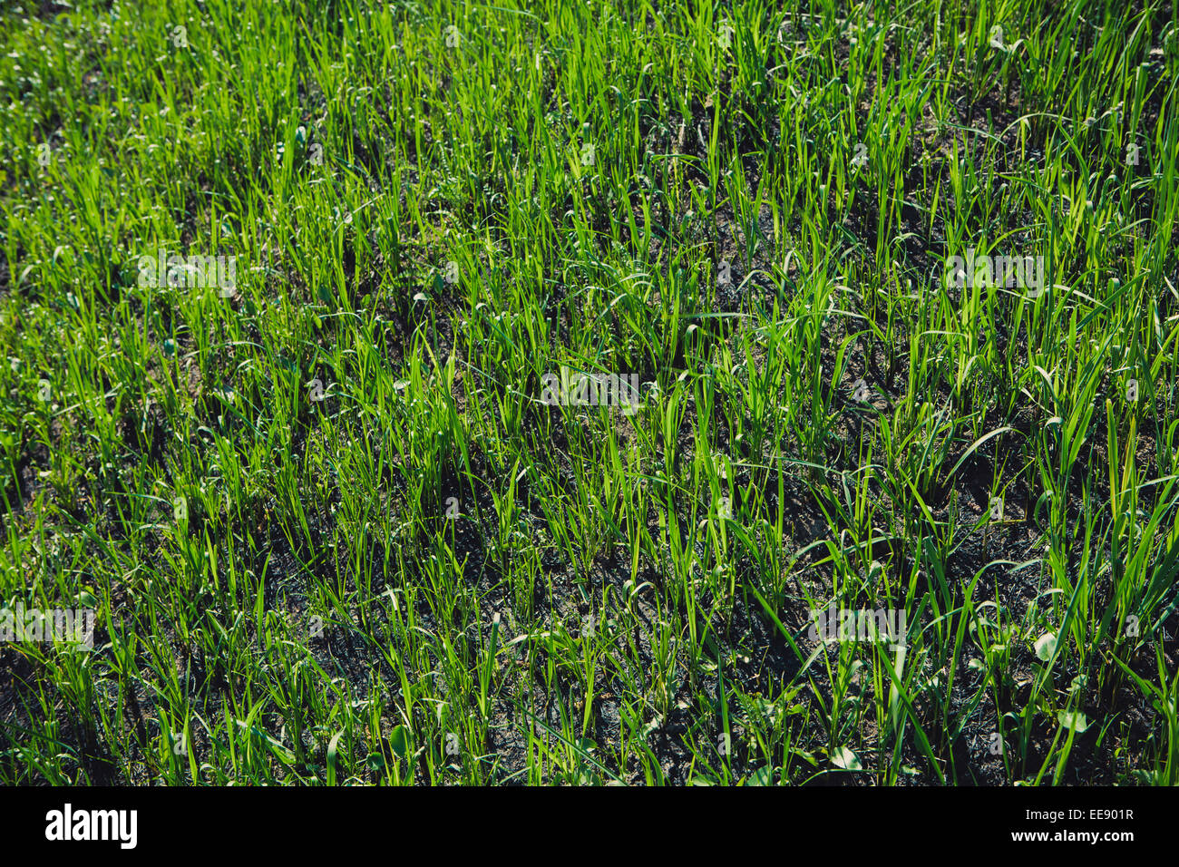 spring grass in sun light and defocused sky on background Stock Photo ...
