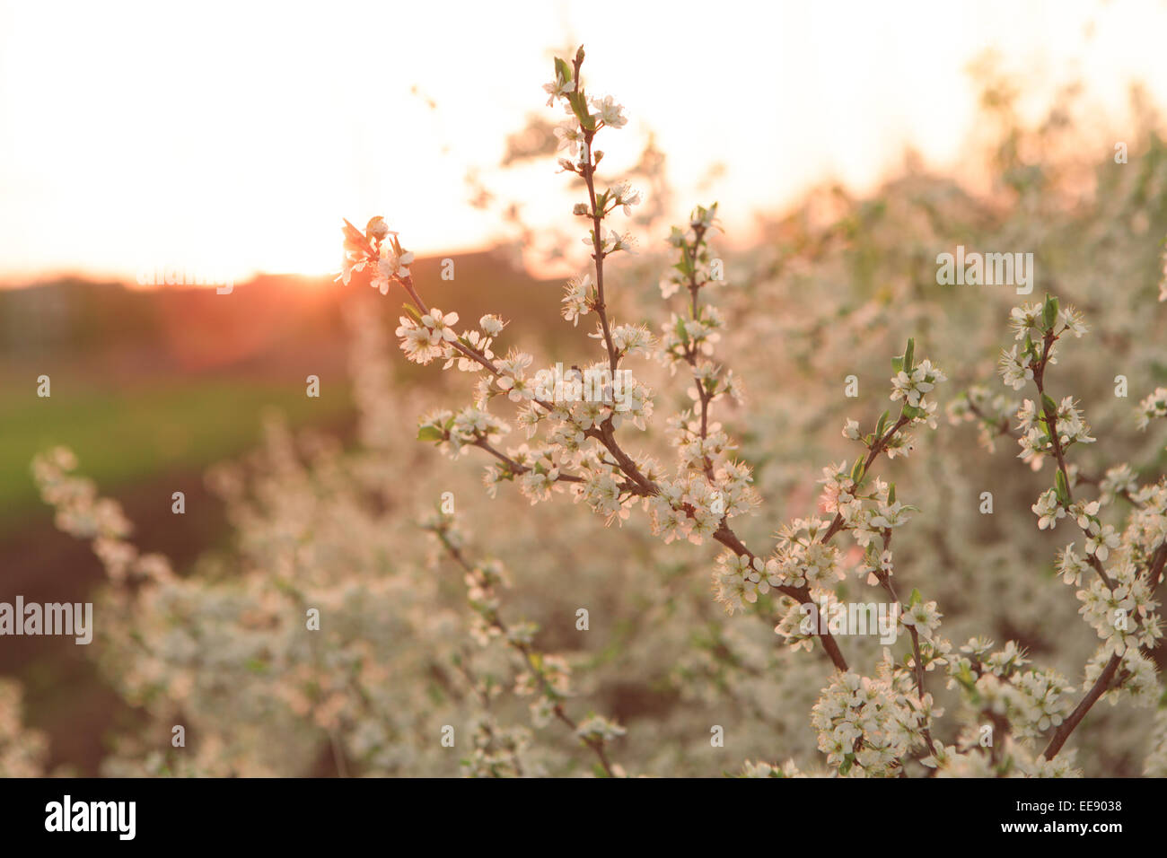 White spring flowers Stock Photo - Alamy