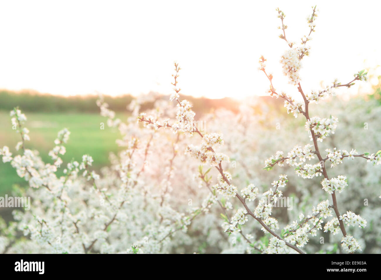 White spring flowers Stock Photo - Alamy