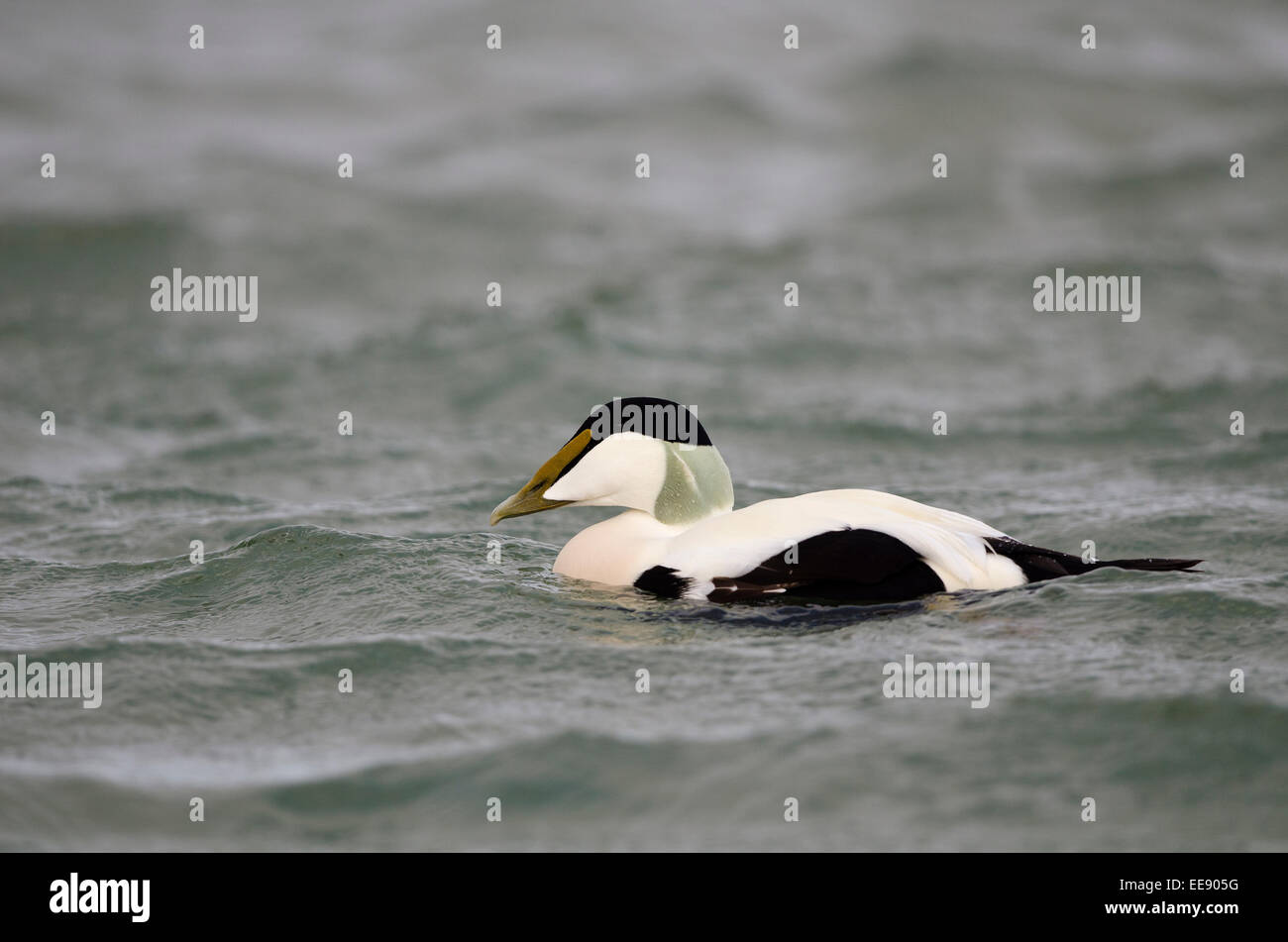 (common) eider (duck) [Somateria mollissima] Eiderente (Somateria mollissima Stock Photo - Alamy