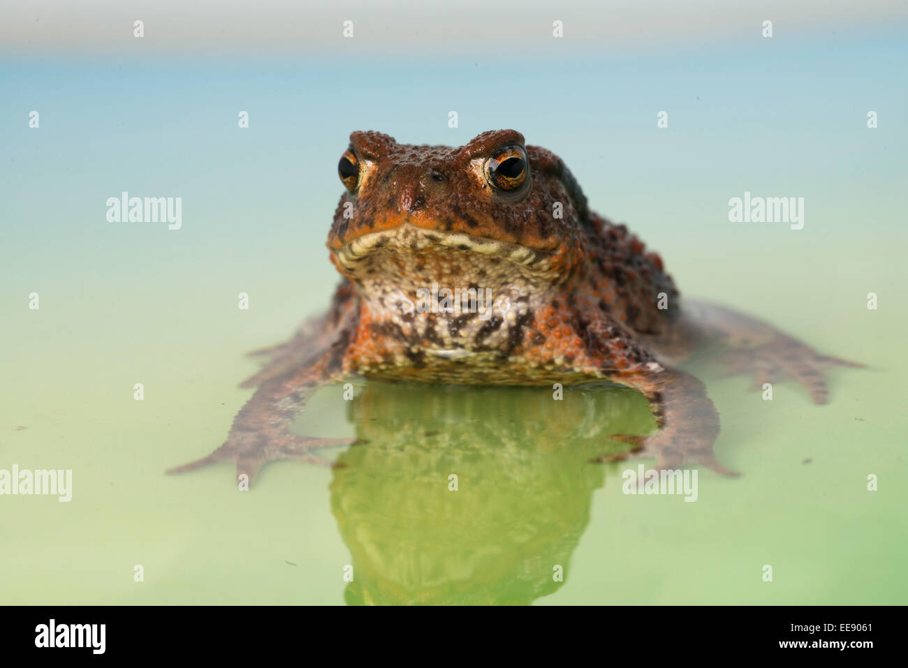 common european toad [Bufo bufo] Stock Photo - Alamy