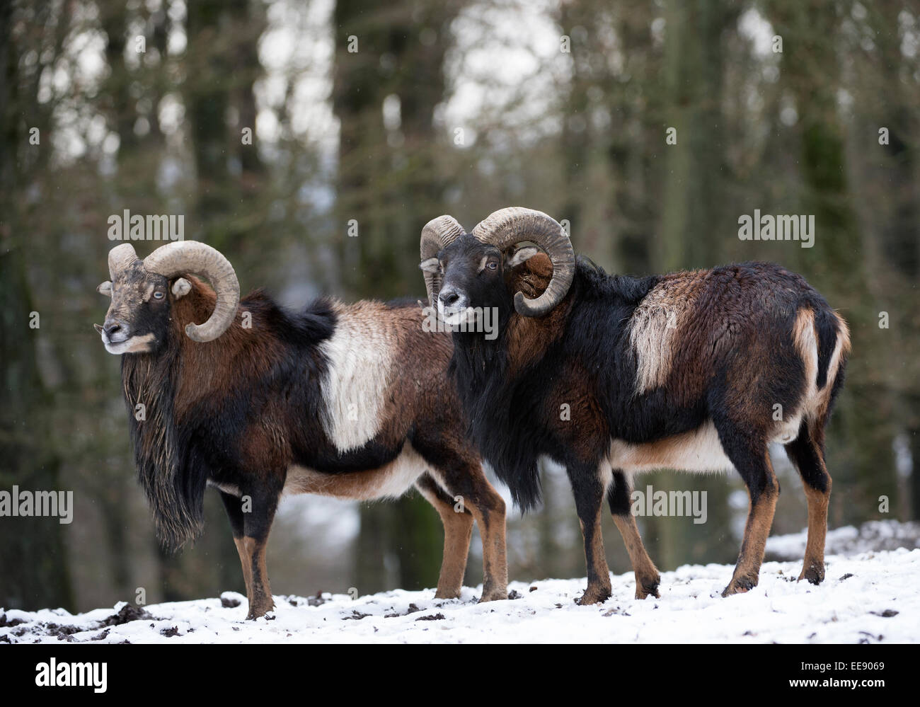 Mufflon hi-res stock photography and images - Alamy