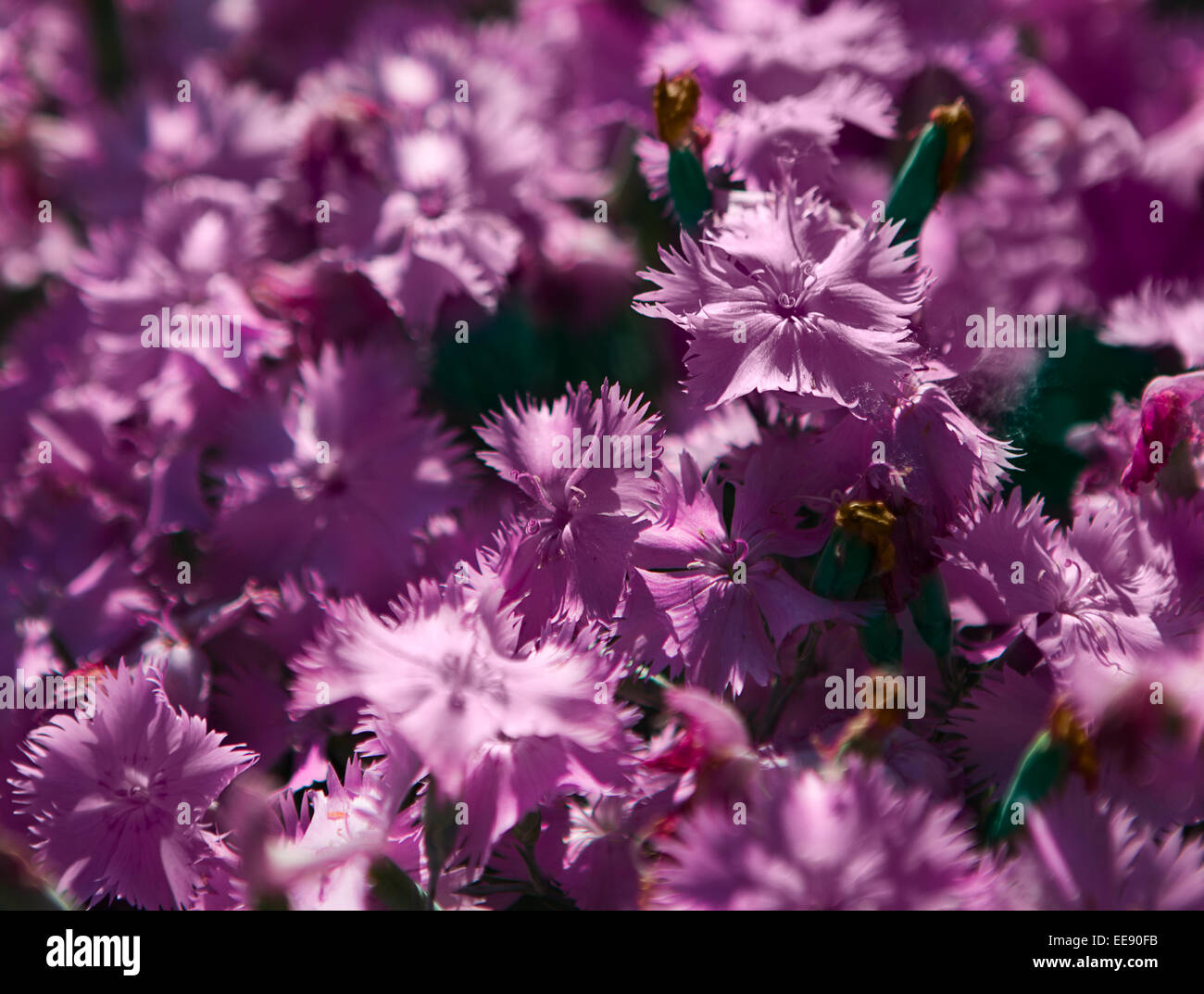 beautiful pink flowers in the garden Stock Photo - Alamy