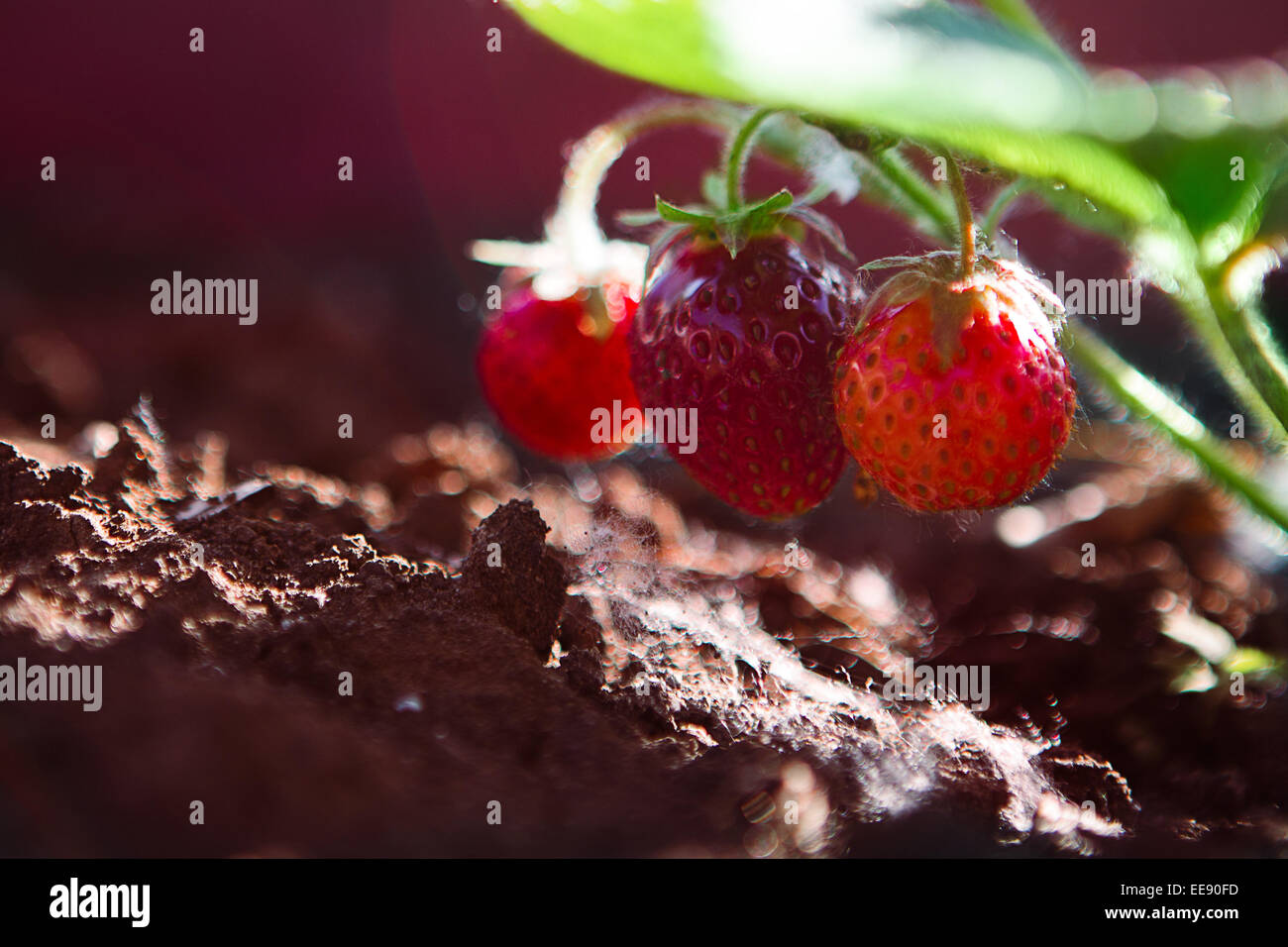 Strawberry plant, two berries, outdoor shot Stock Photo - Alamy