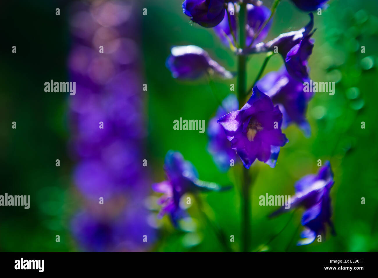 Beautiful Spring Flowers Stock Photo - Alamy