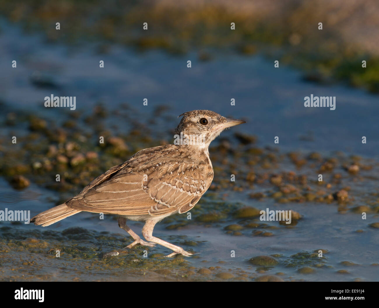 calandra lark [Melanocorypha calandra] Kalanderlerche (Melanocorypha ...