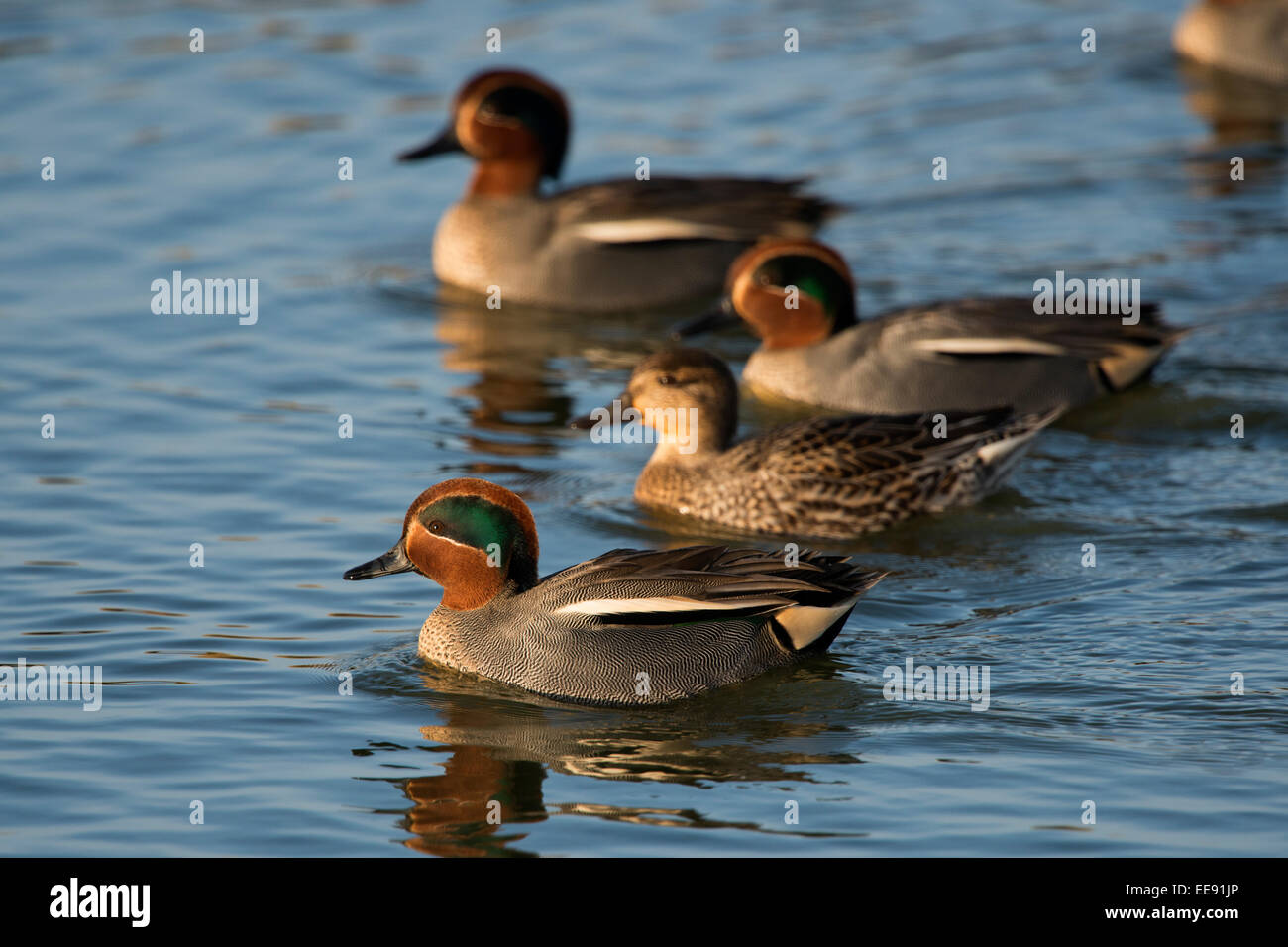 common (Eurasian) teal [Anas crecca] Krickente (Anas crecca Stock Photo ...
