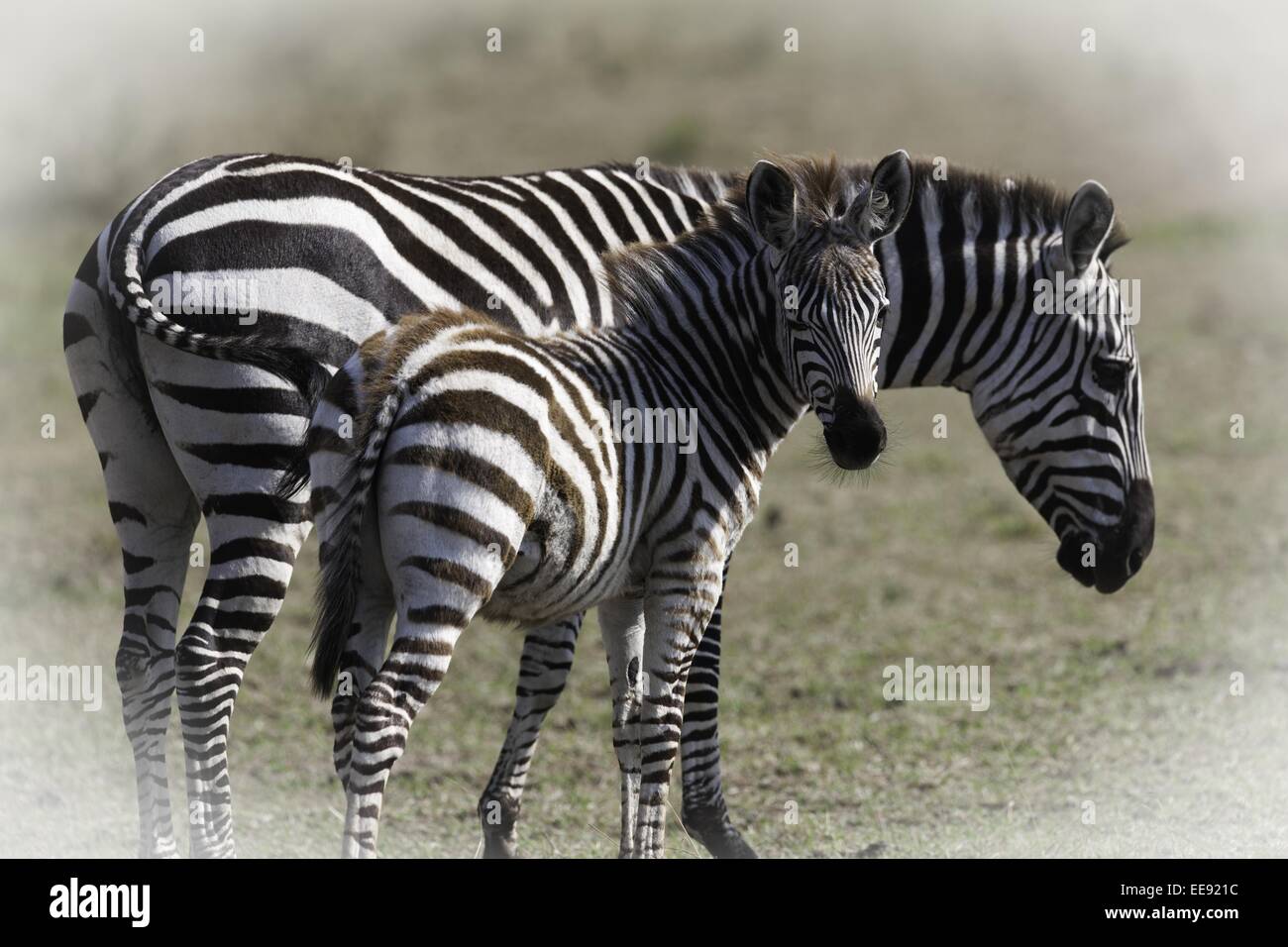 zebra in the savanna of africa Stock Photo - Alamy