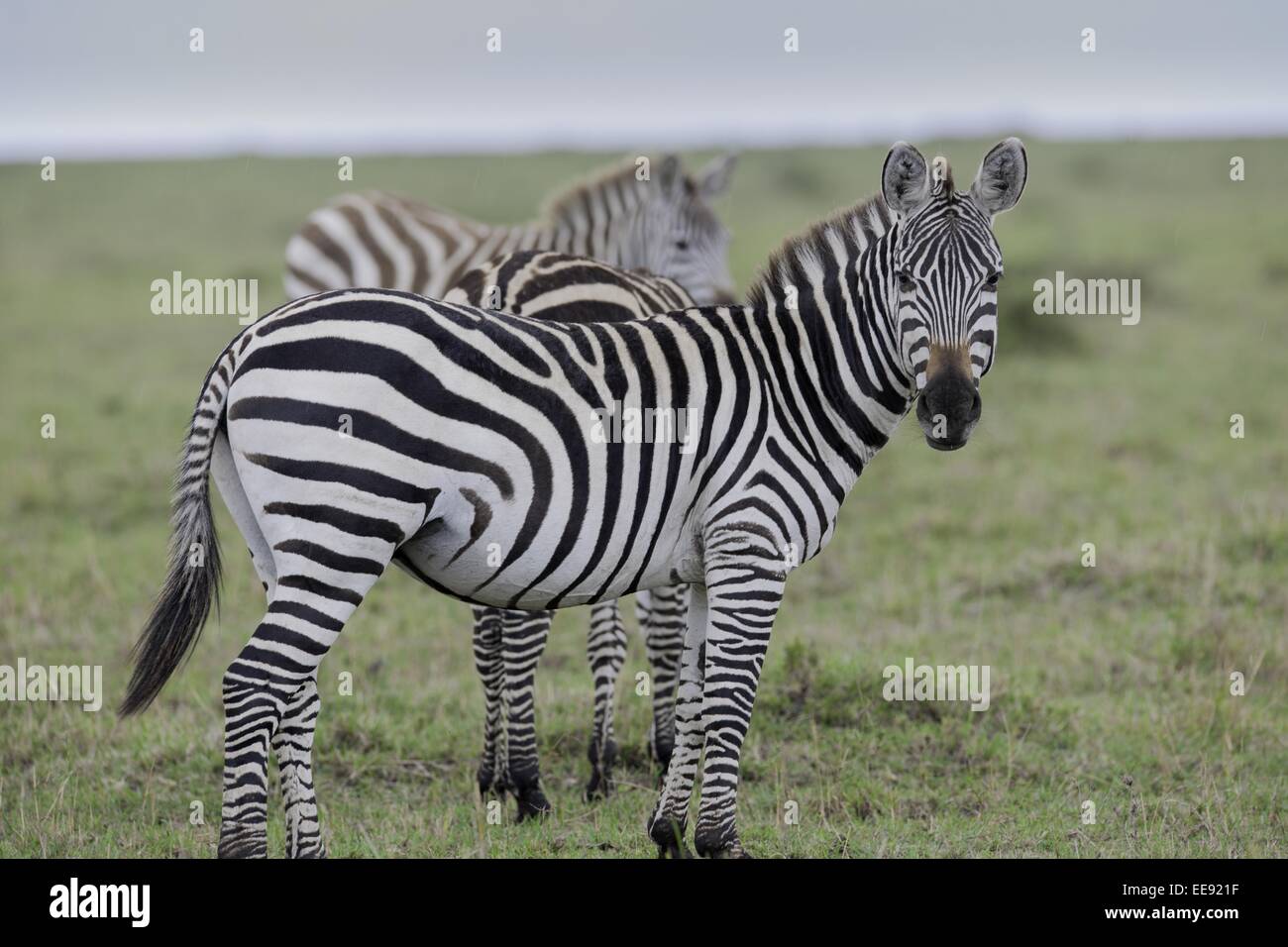 zebra in the savanna of africa Stock Photo - Alamy