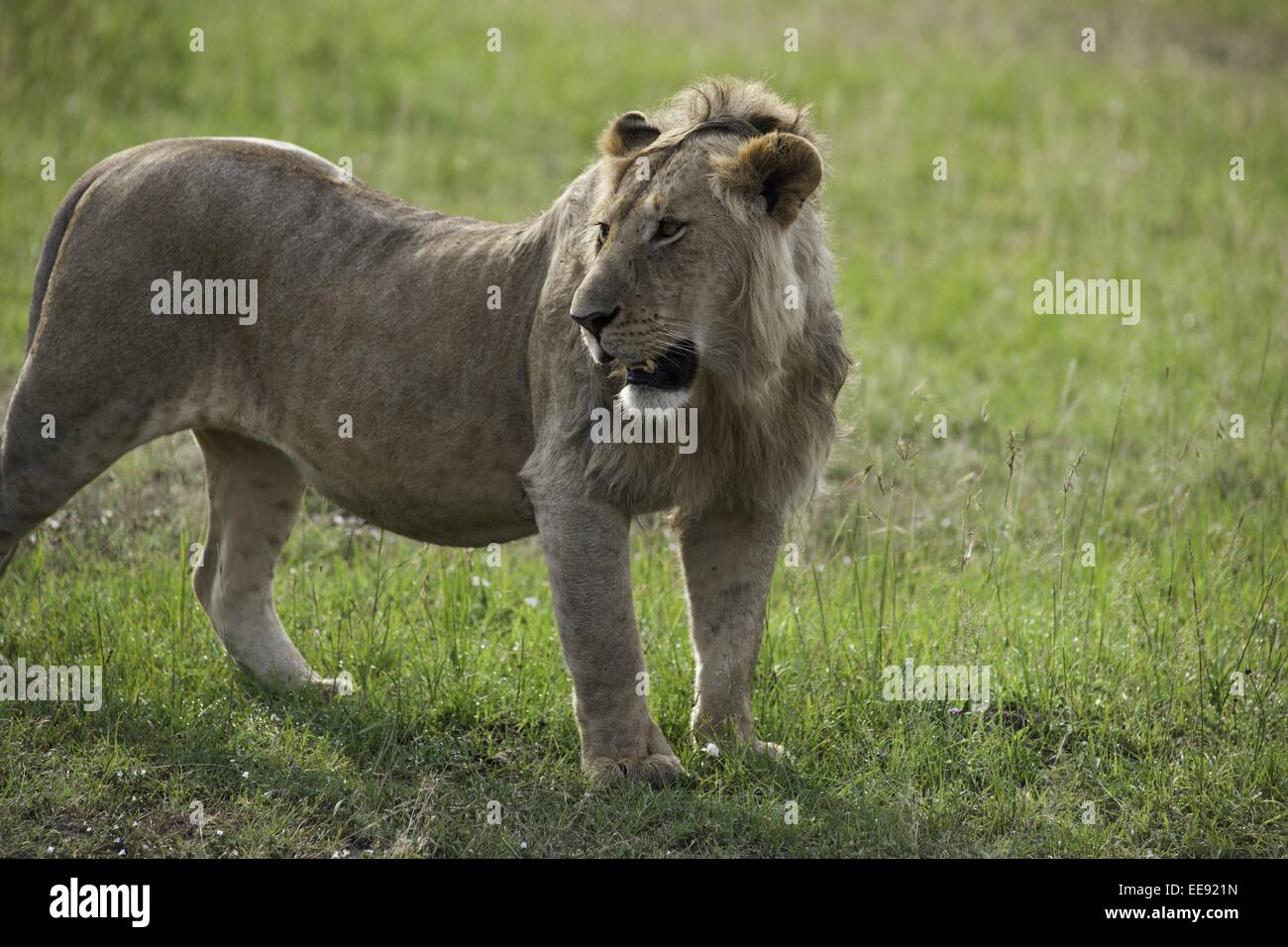 lion in the savanna of africa Stock Photo - Alamy