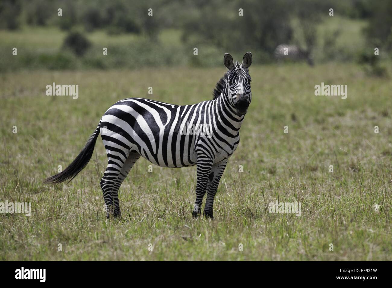 zebra in the savanna of africa Stock Photo - Alamy
