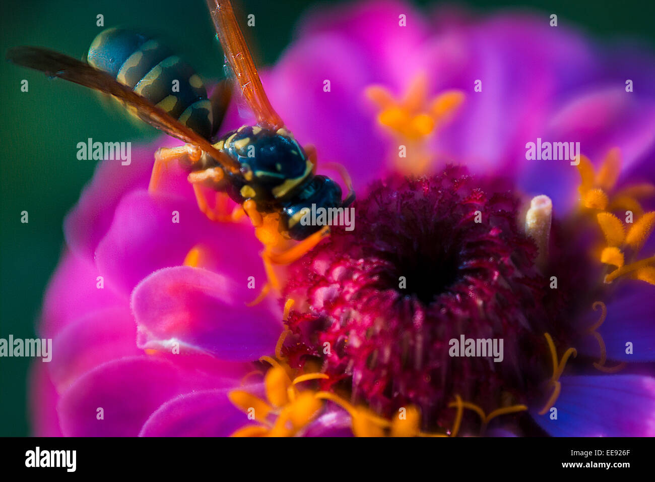 Wasp close up Stock Photo - Alamy