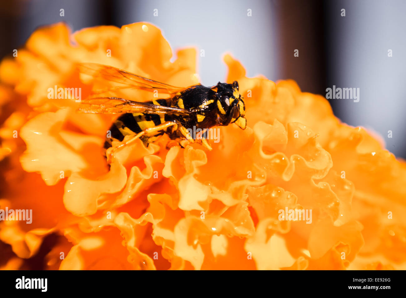 Wasp close up Stock Photo - Alamy